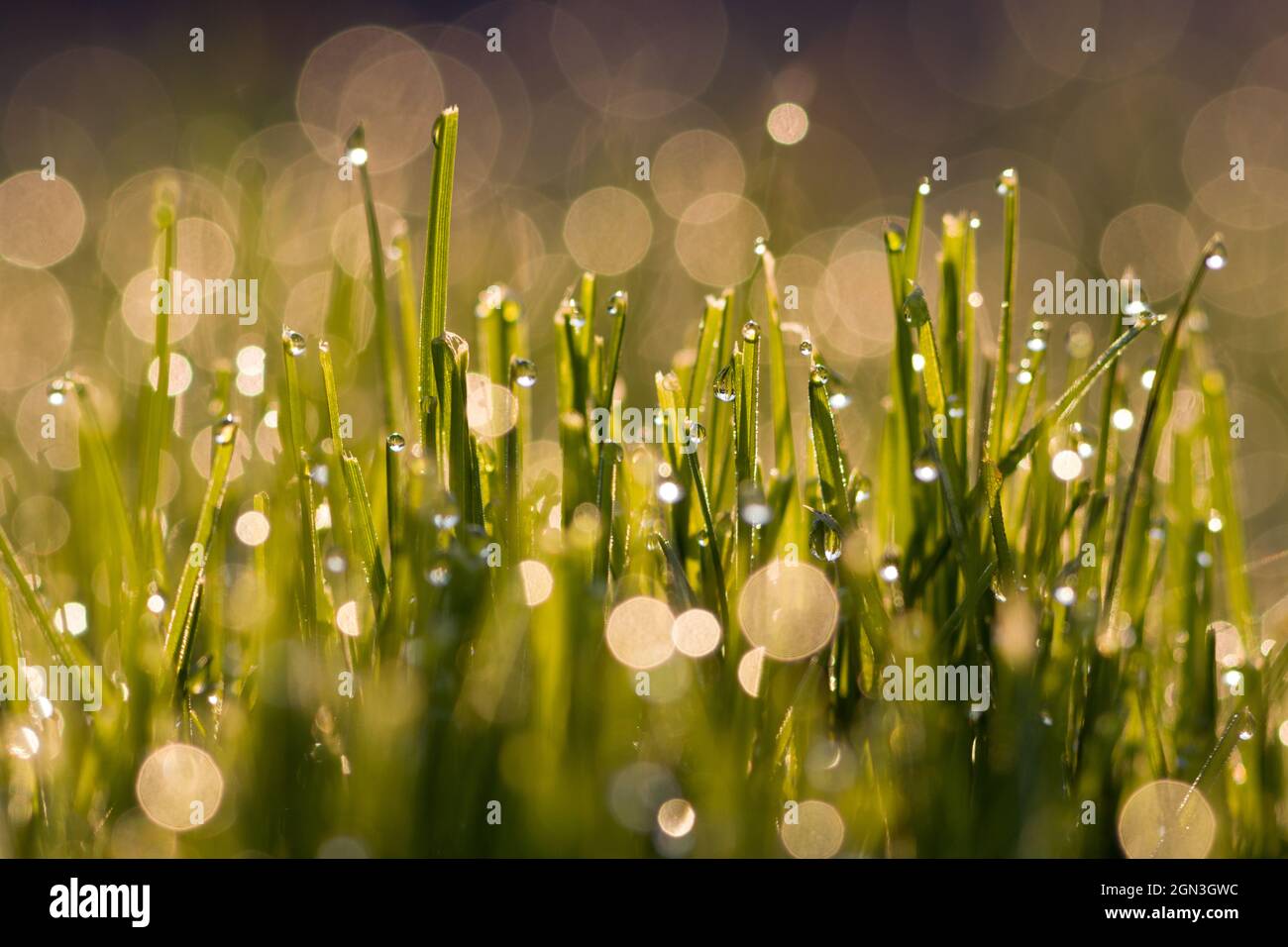 Soft bokeh of a green meadow Stock Photo - Alamy