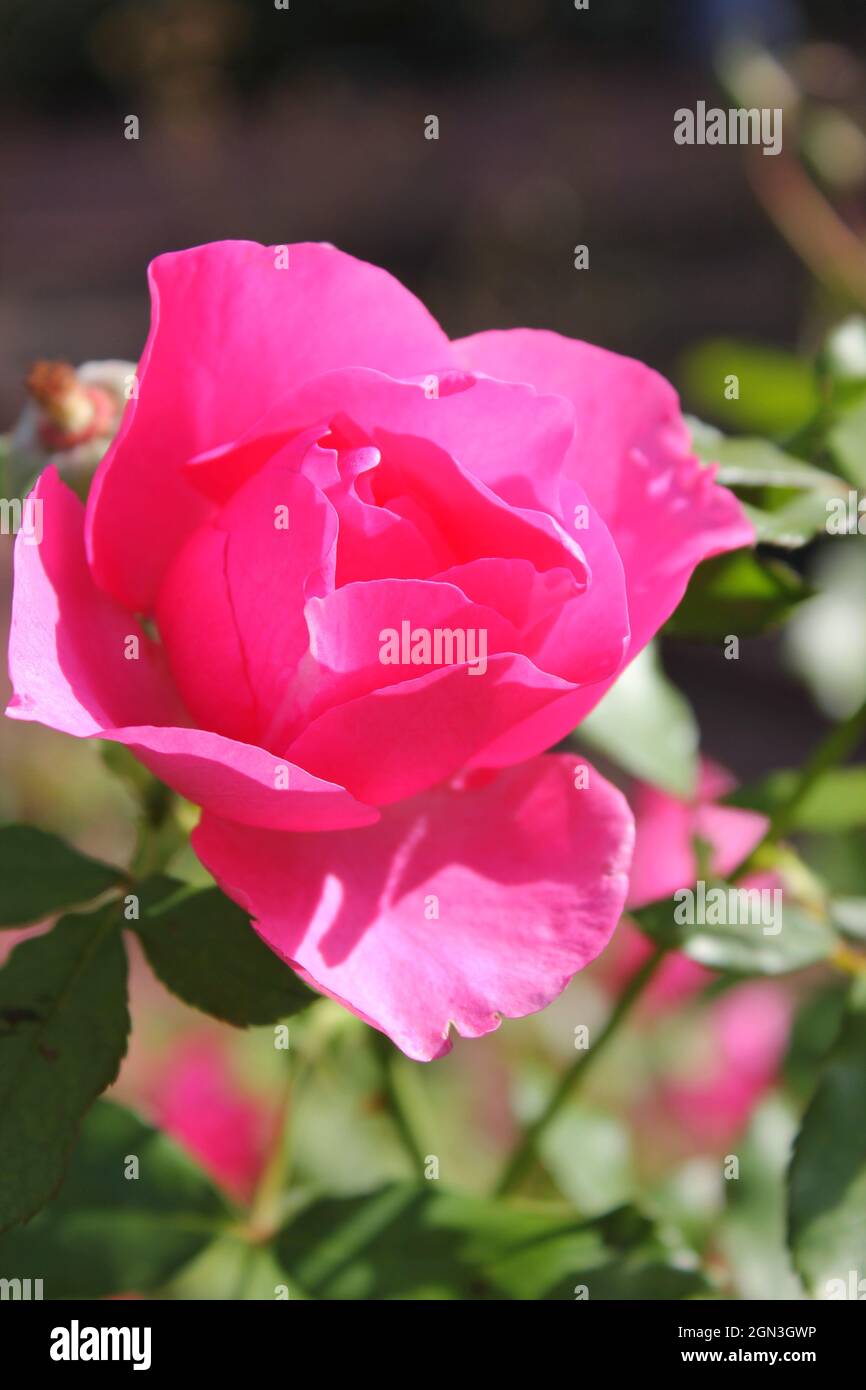 Bright pink rose growing in the sunny summer garden Stock Photo - Alamy