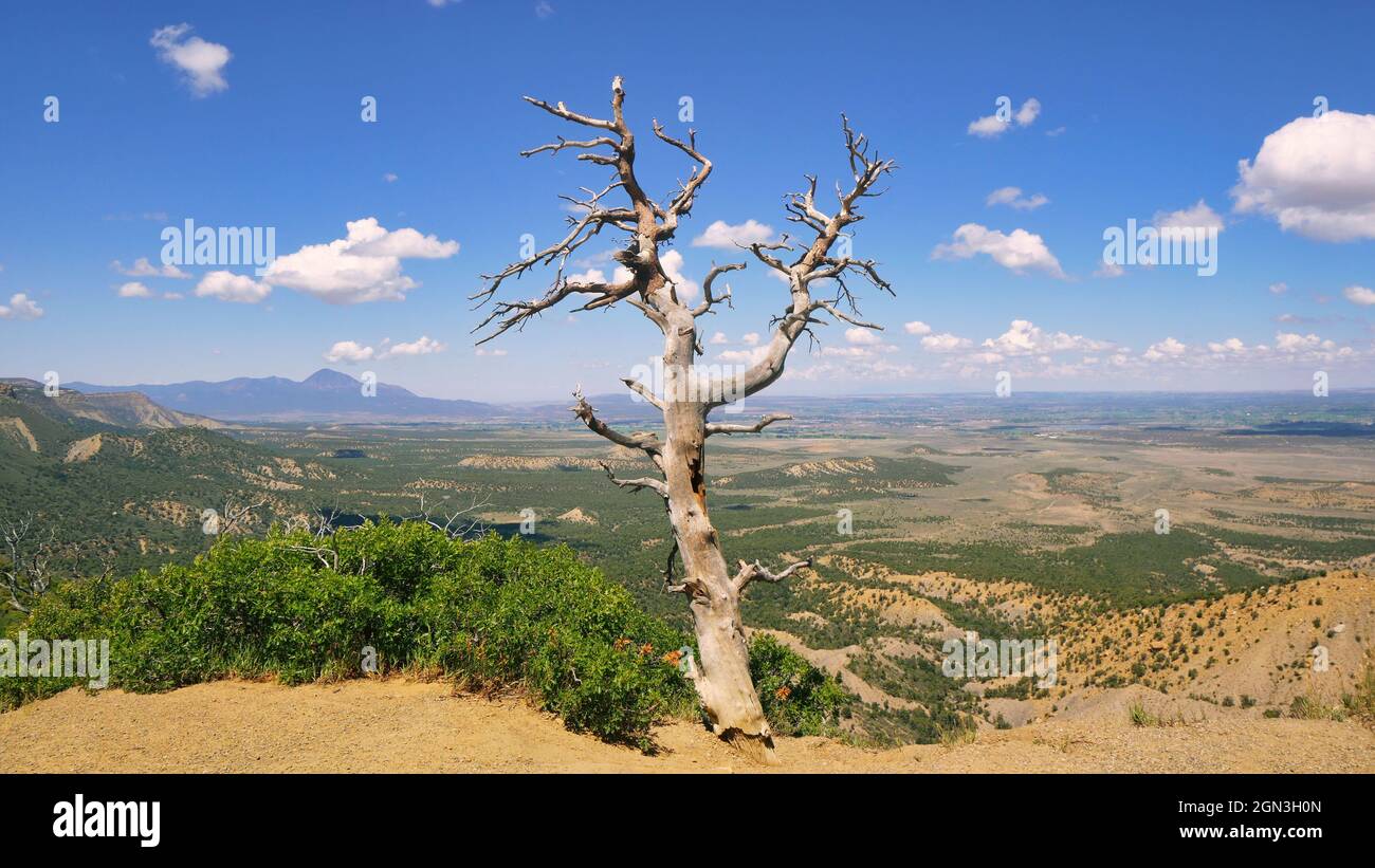 Dried out tree trunk in the Mesa Verde national park Stock Photo - Alamy