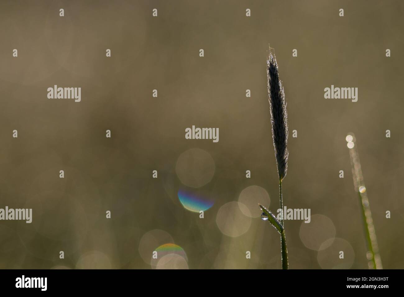 Soft bokeh of a green meadow Stock Photo - Alamy
