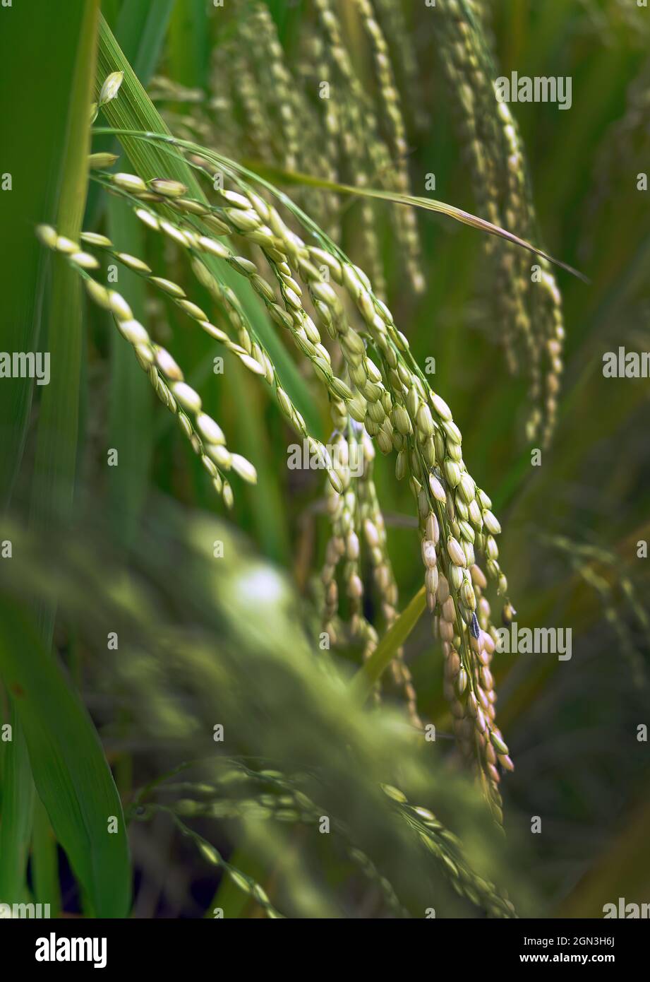 close up green color of Young Rice ear Ears-of-rice in the rice field ...