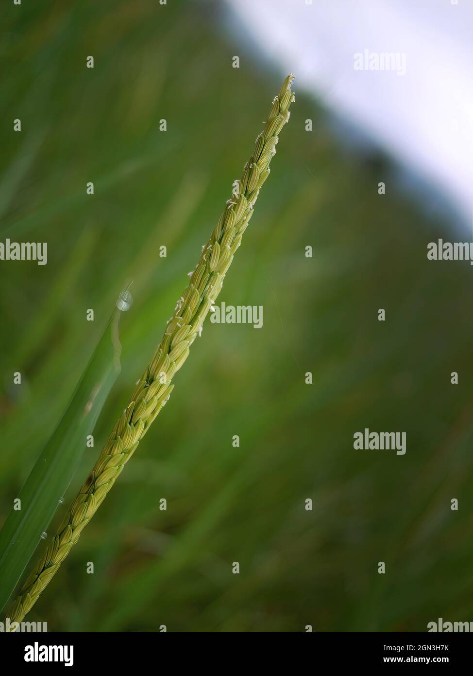 close up green color of Young Rice ear Ears-of-rice in the rice field ...