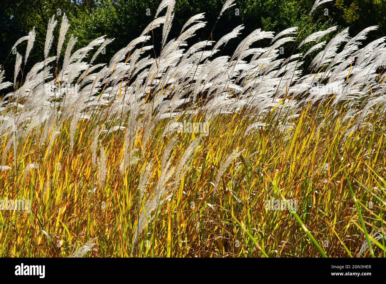 Tender grass hi-res stock photography and images - Alamy