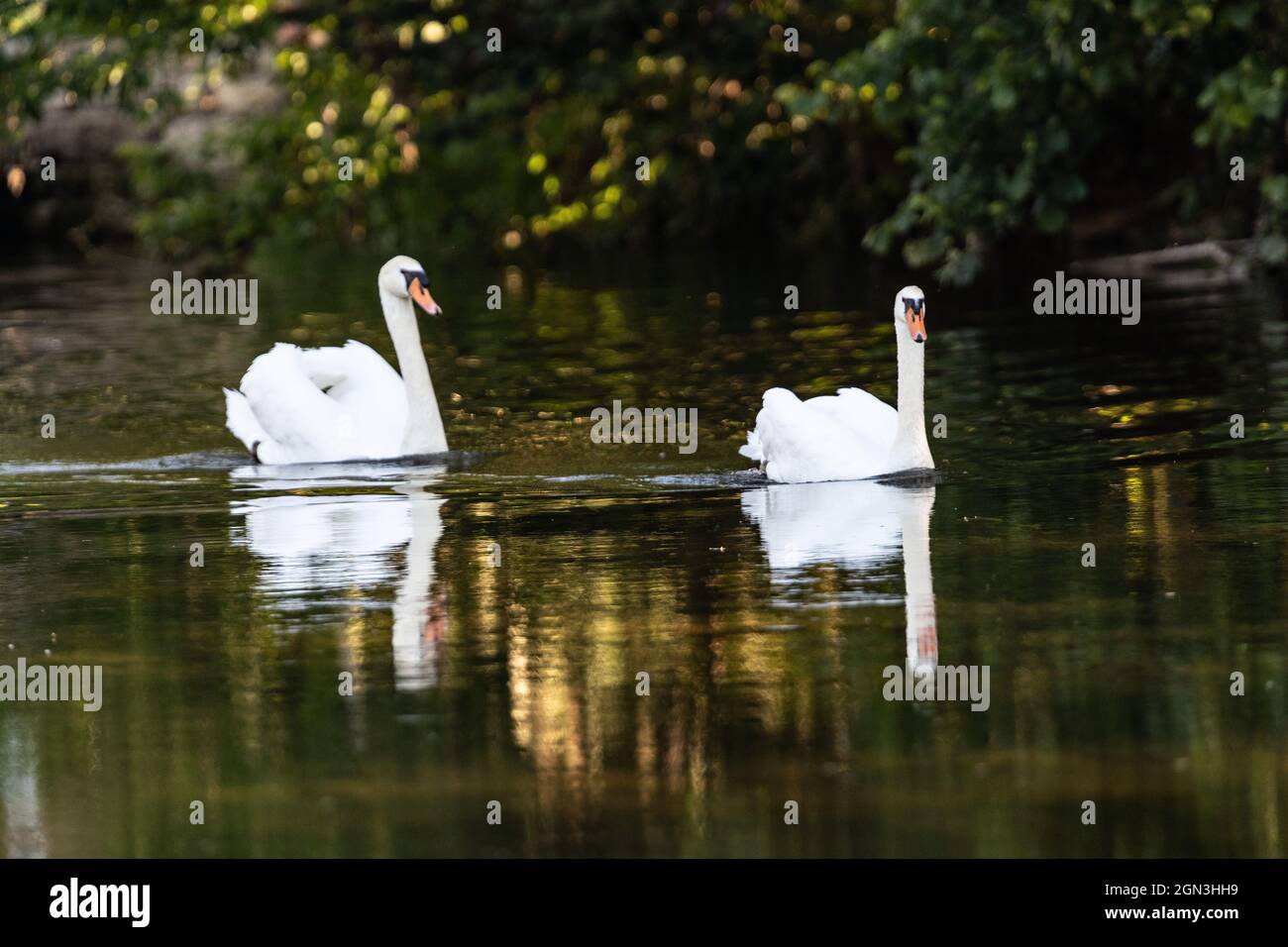 Peaceful view of a graceful swans in the pond Stock Photo - Alamy