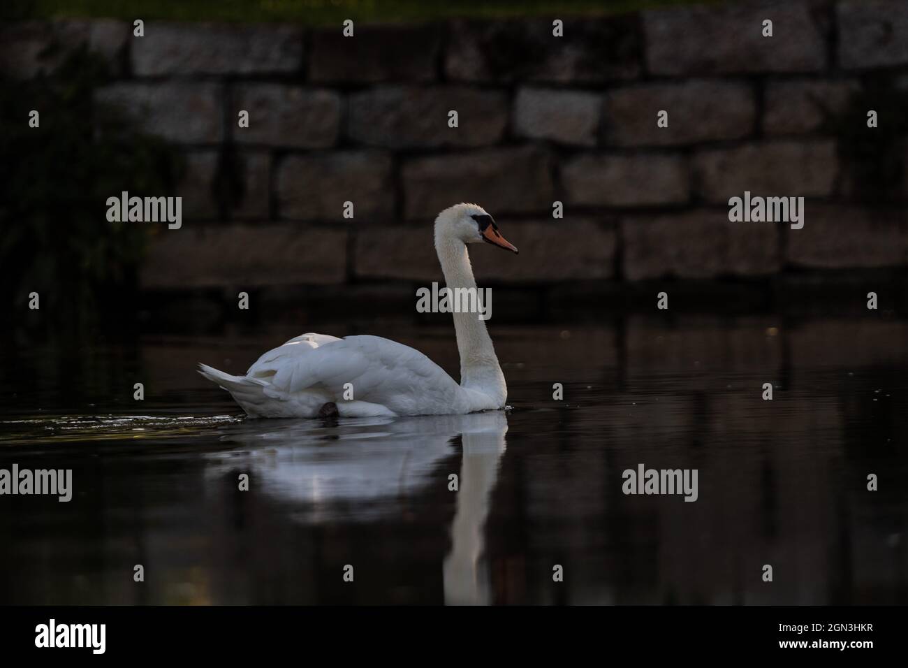 Peaceful view of a graceful swan in the pond Stock Photo - Alamy