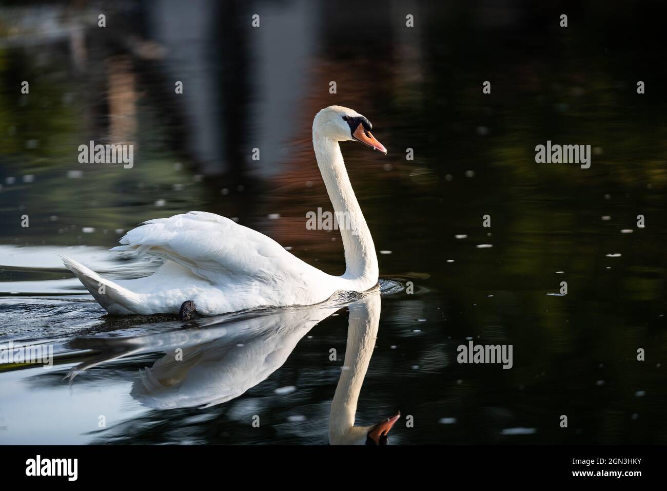 Peaceful view of a graceful swan in the pond Stock Photo - Alamy