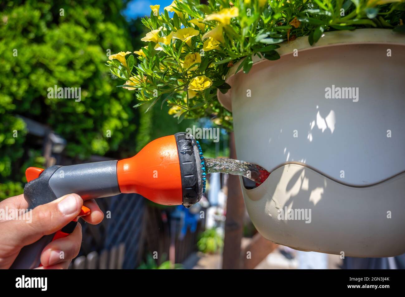 The flower pot with water storage tank is filled with water using a ...