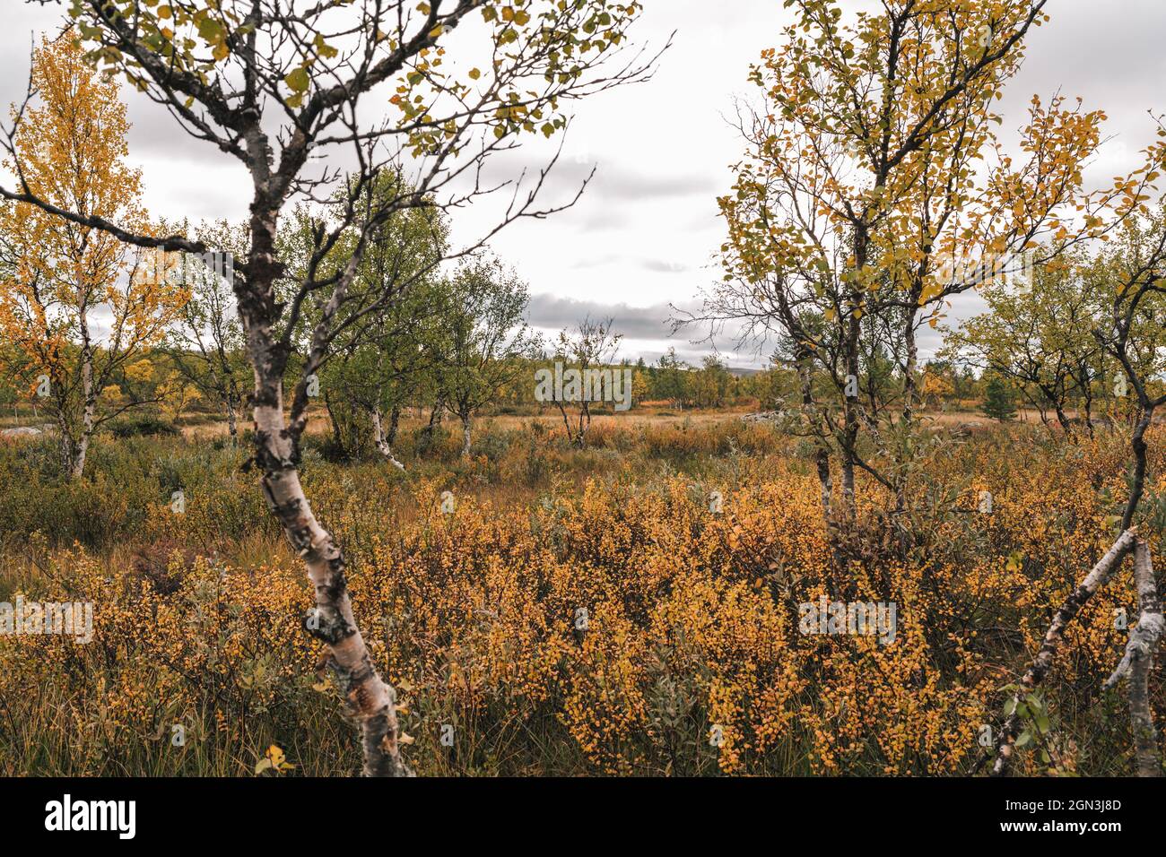 Landscape of northern Lapland shot in Finland. Fall colors and ...