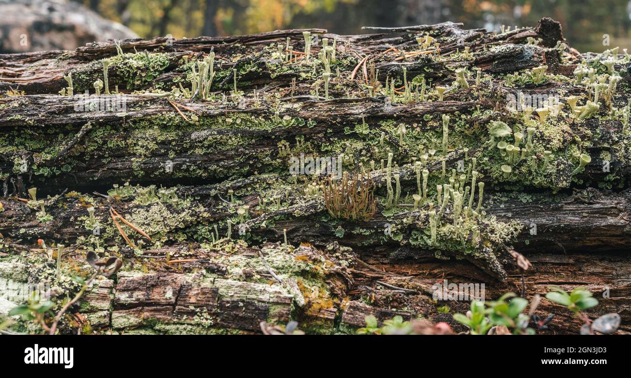 Landscape of northern Lapland shot in Finland. Fall colors and ...