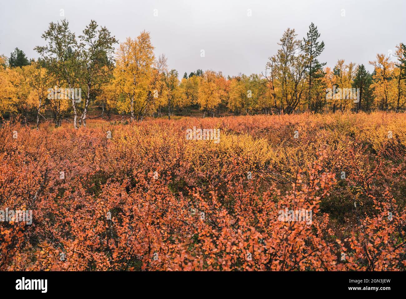 Landscape of northern Lapland shot in Finland. Fall colors and ...