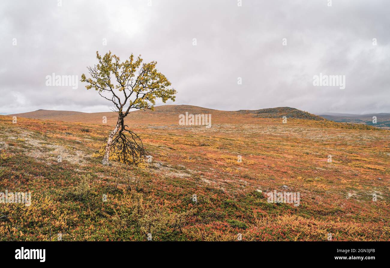 Landscape of northern Lapland shot in Finland. Fall colors and ...
