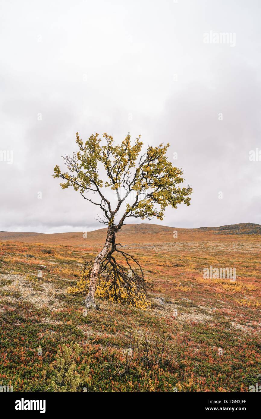 Landscape of northern Lapland shot in Finland. Fall colors and ...