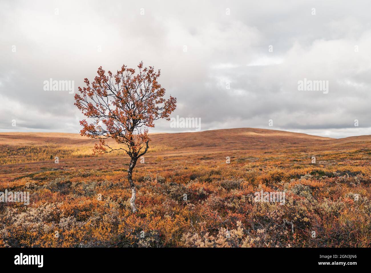 Landscape of northern Lapland shot in Finland. Fall colors and ...