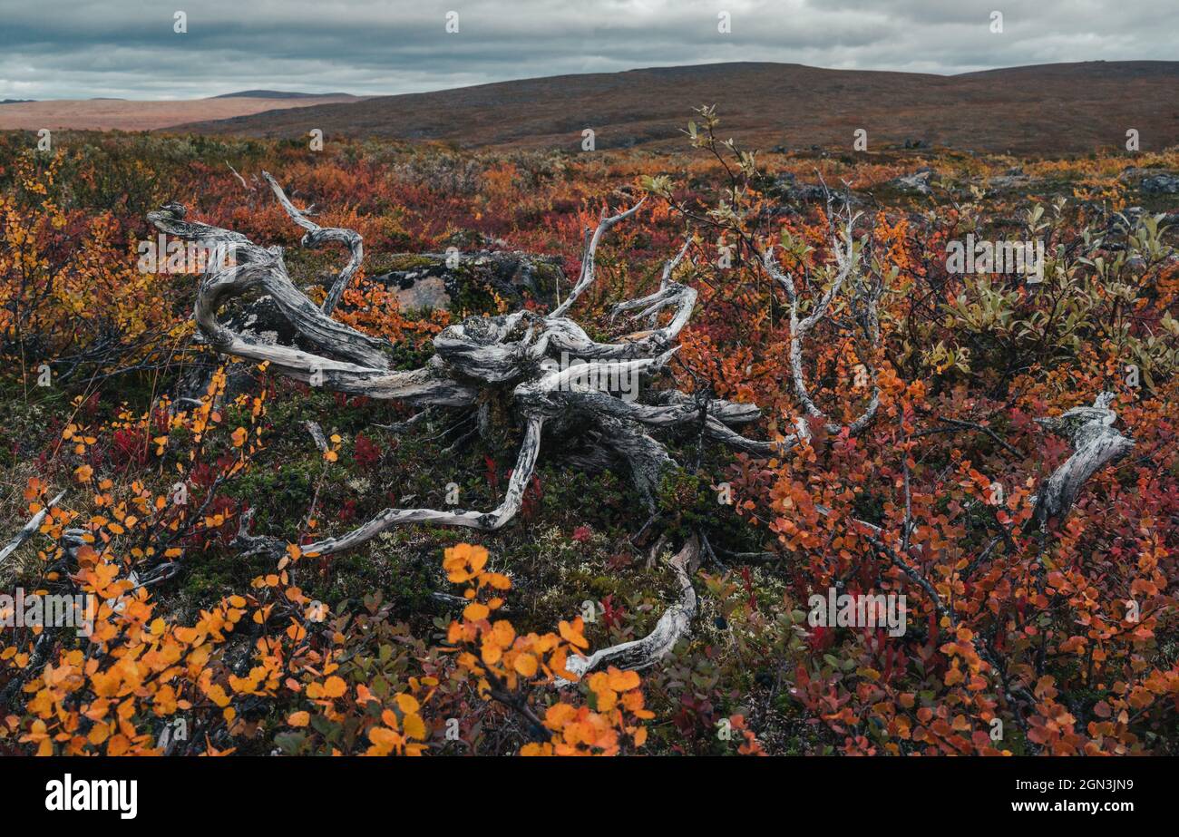 Landscape of northern Lapland shot in Finland. Fall colors and ...