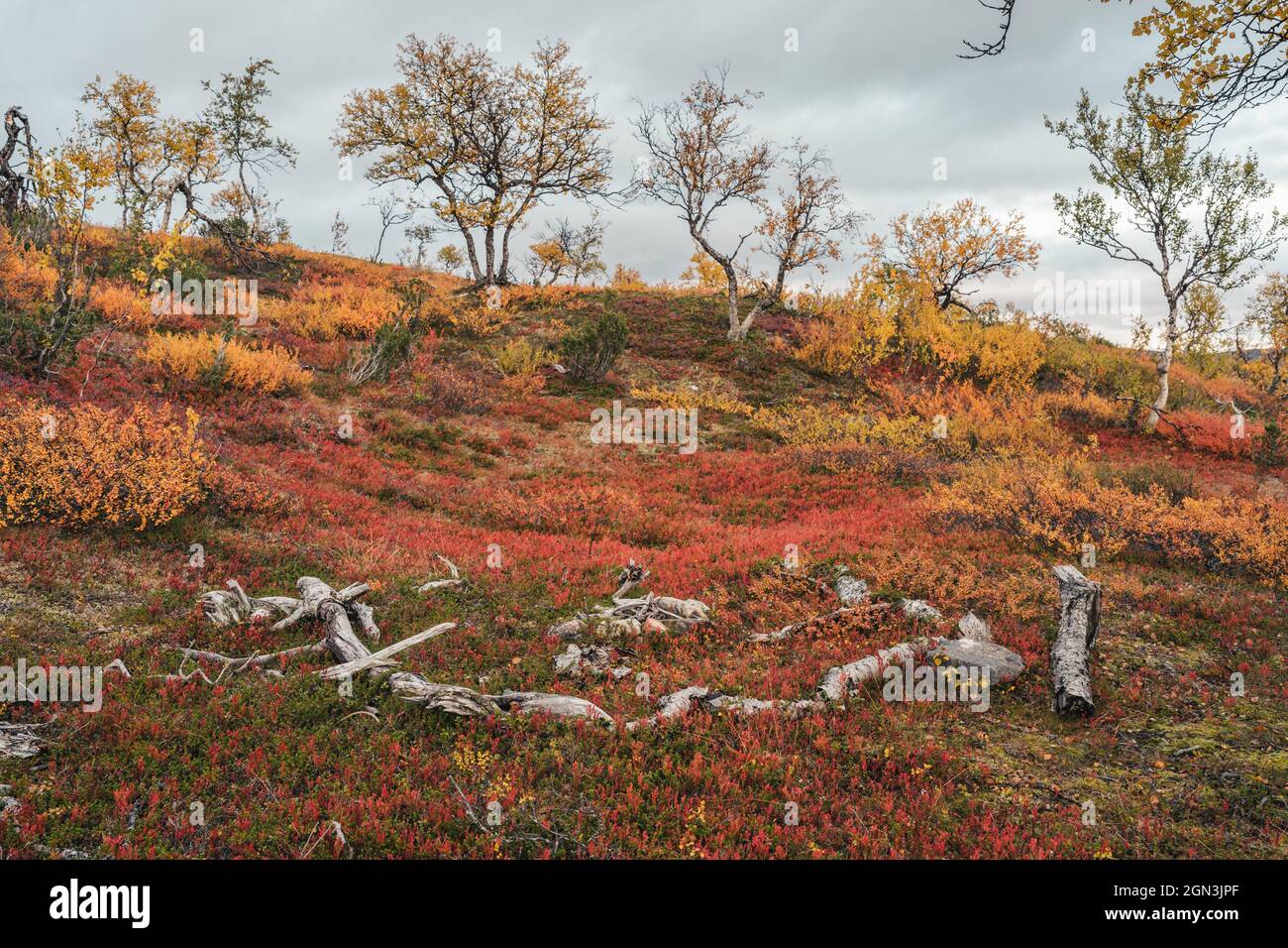 Landscape of northern Lapland shot in Finland. Fall colors and ...
