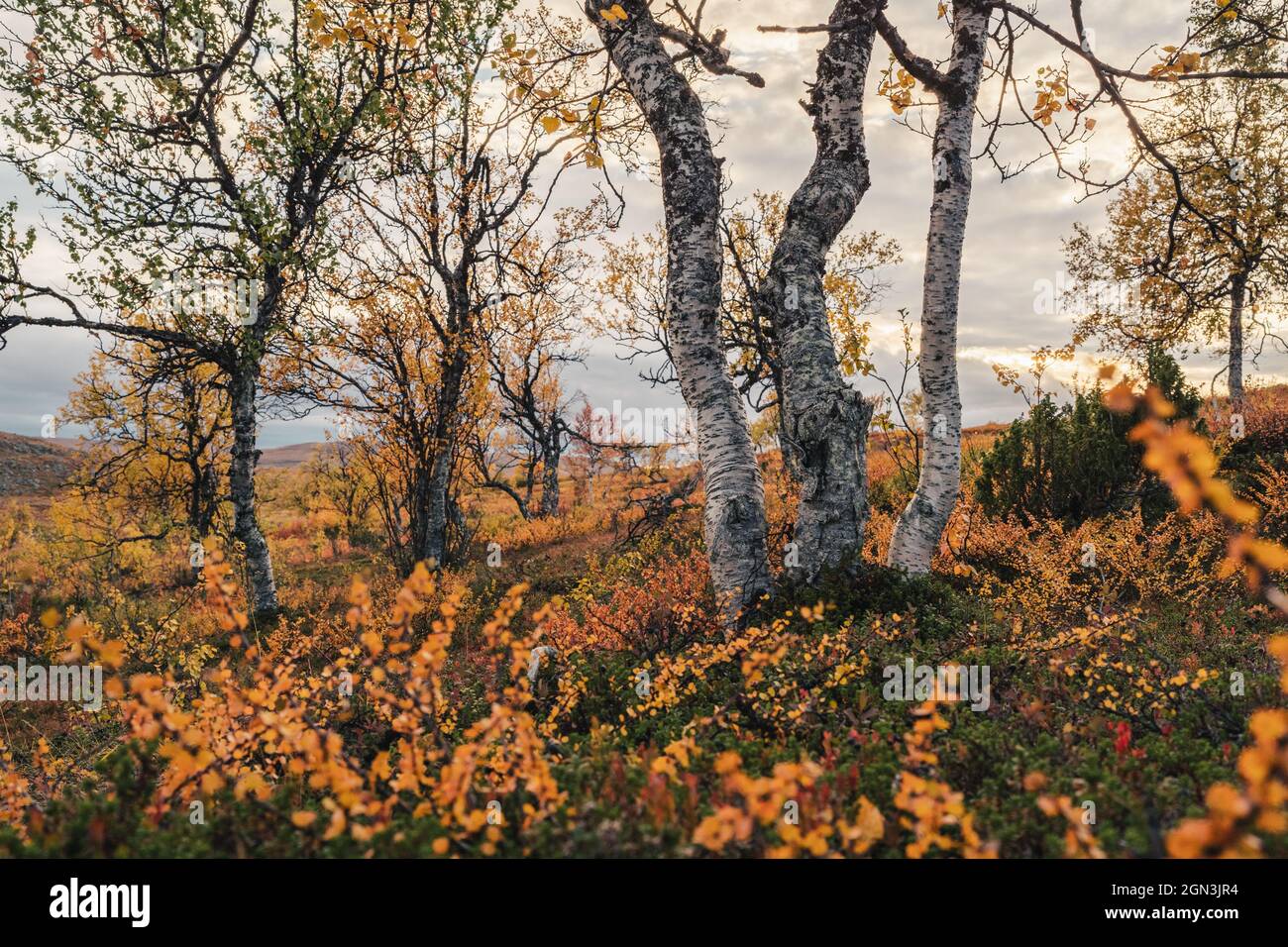 Landscape of northern Lapland shot in Finland. Fall colors and ...