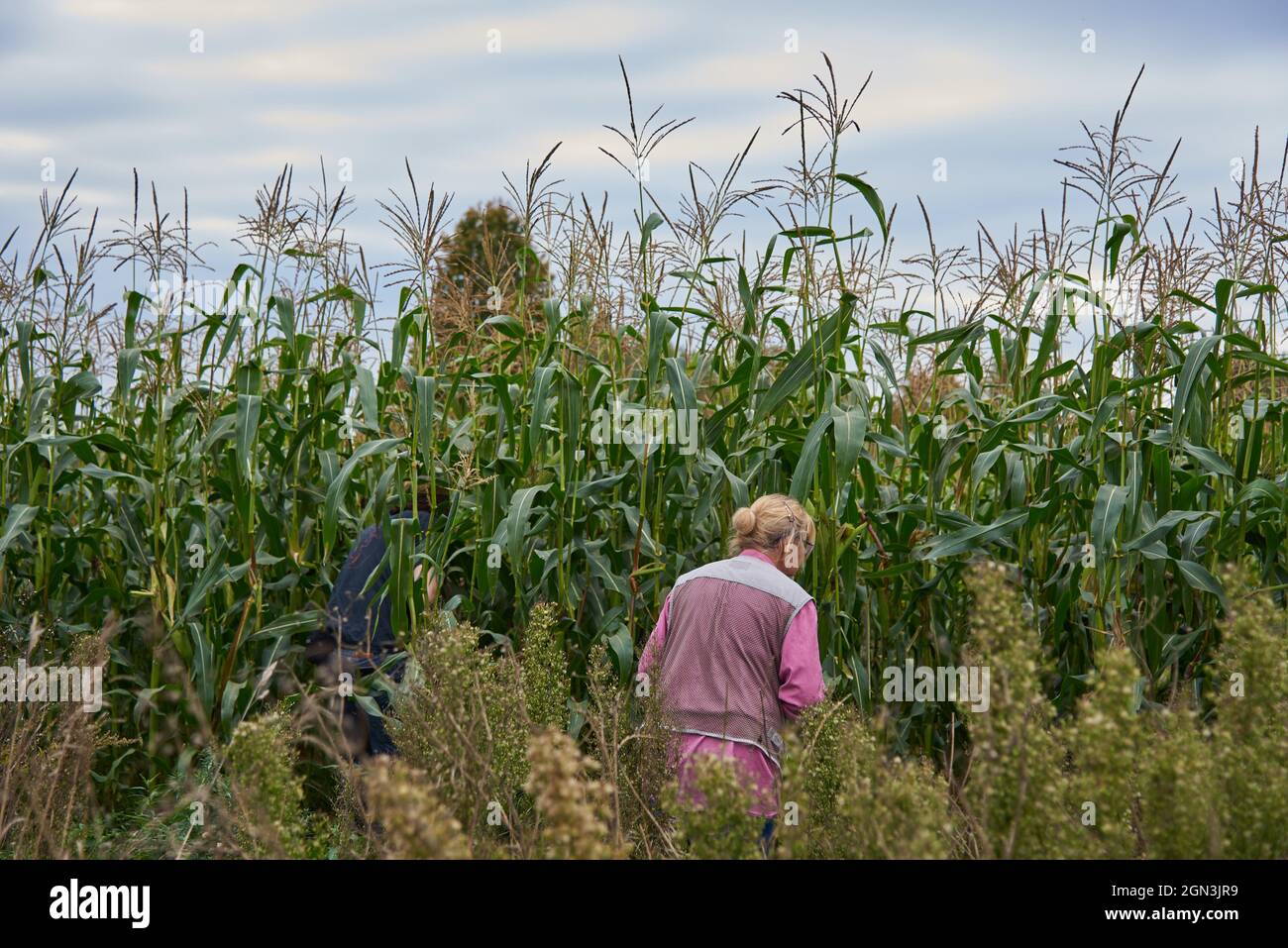 A woman with blonde hair walks into a thicket of corn on a cloudy day ...