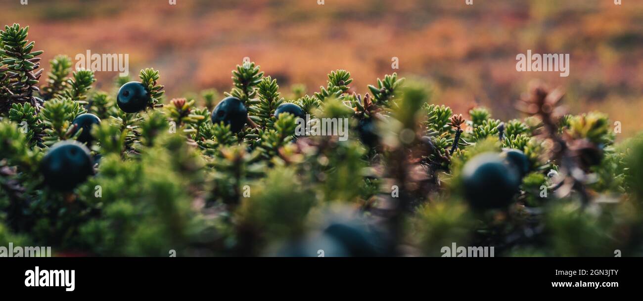 Landscape of northern Lapland shot in Finland. Fall colors and ...