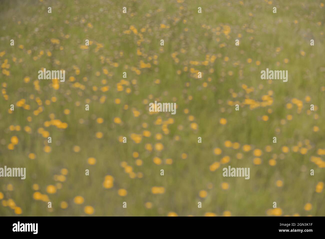 Wild flora, flowers in spring in the Pampas landscape, La Pampa ...