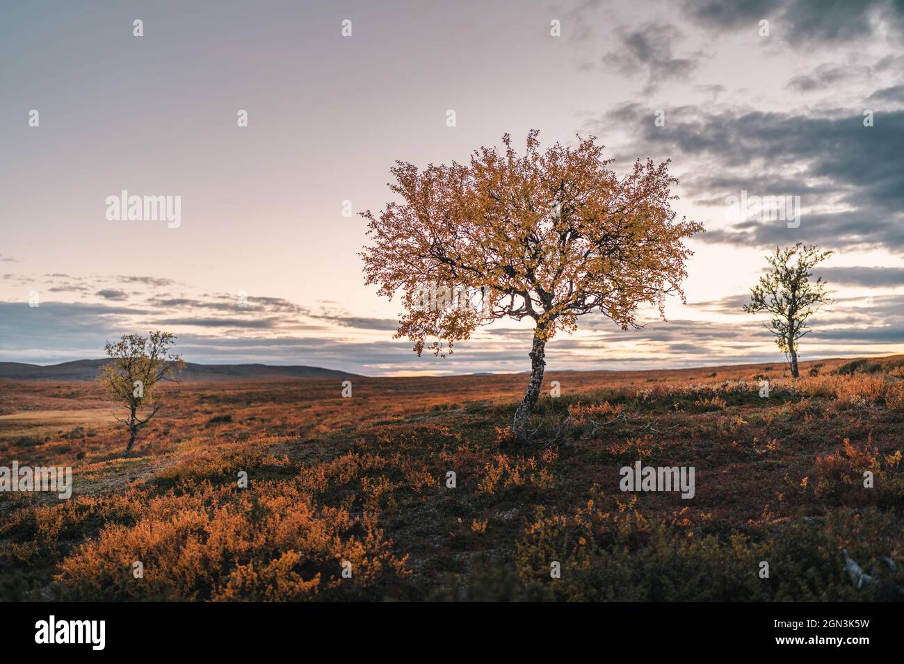 Landscape of northern Lapland shot in Finland. Fall colors and ...