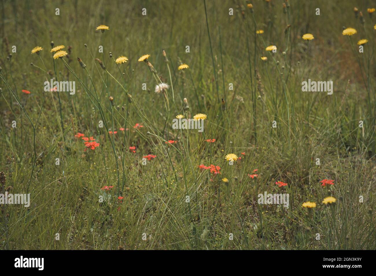 Wild flora, flowers in spring in the Pampas landscape, La Pampa ...