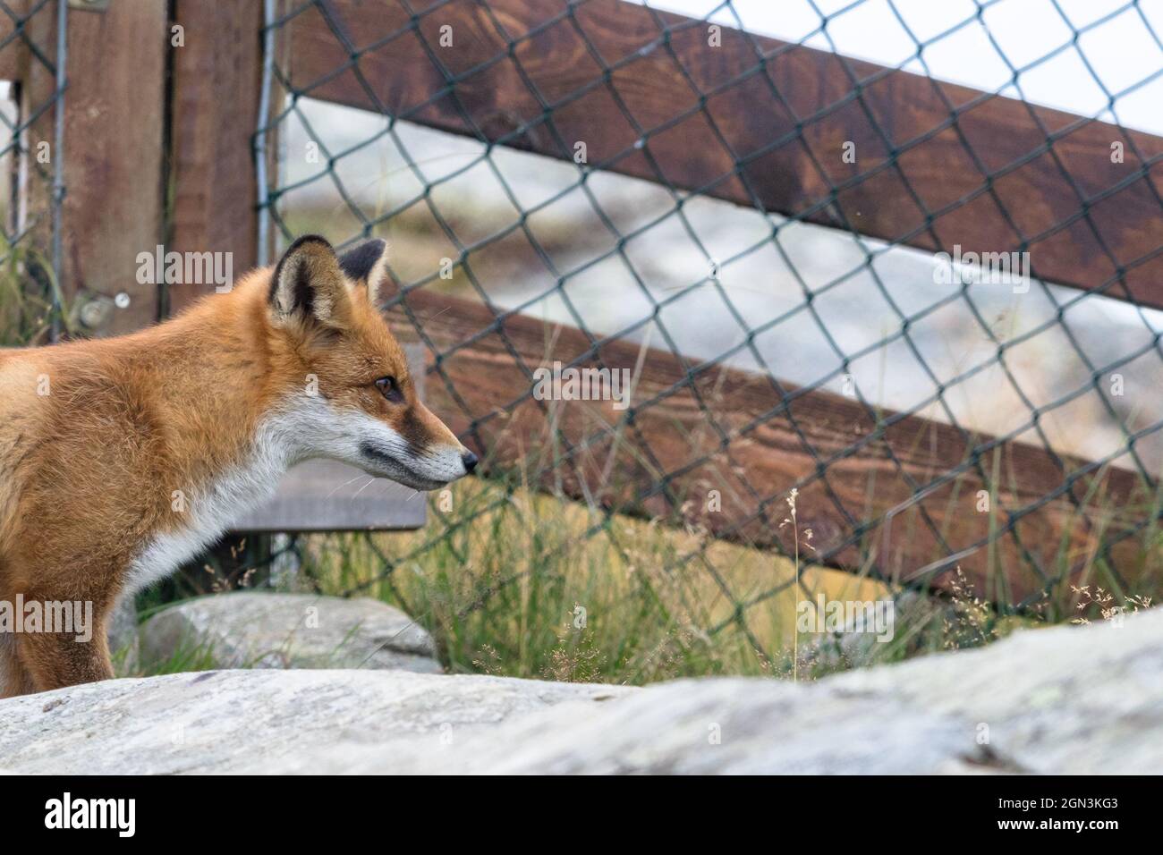 Red Fox in front of mesh fence Stock Photo - Alamy