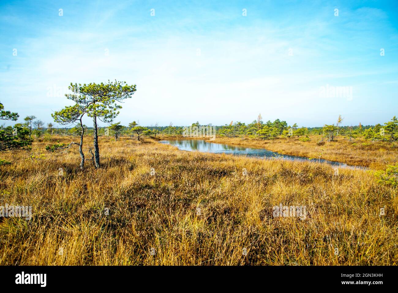 Autumn landscape of bogs in the Kemeri National Park Stock Photo - Alamy