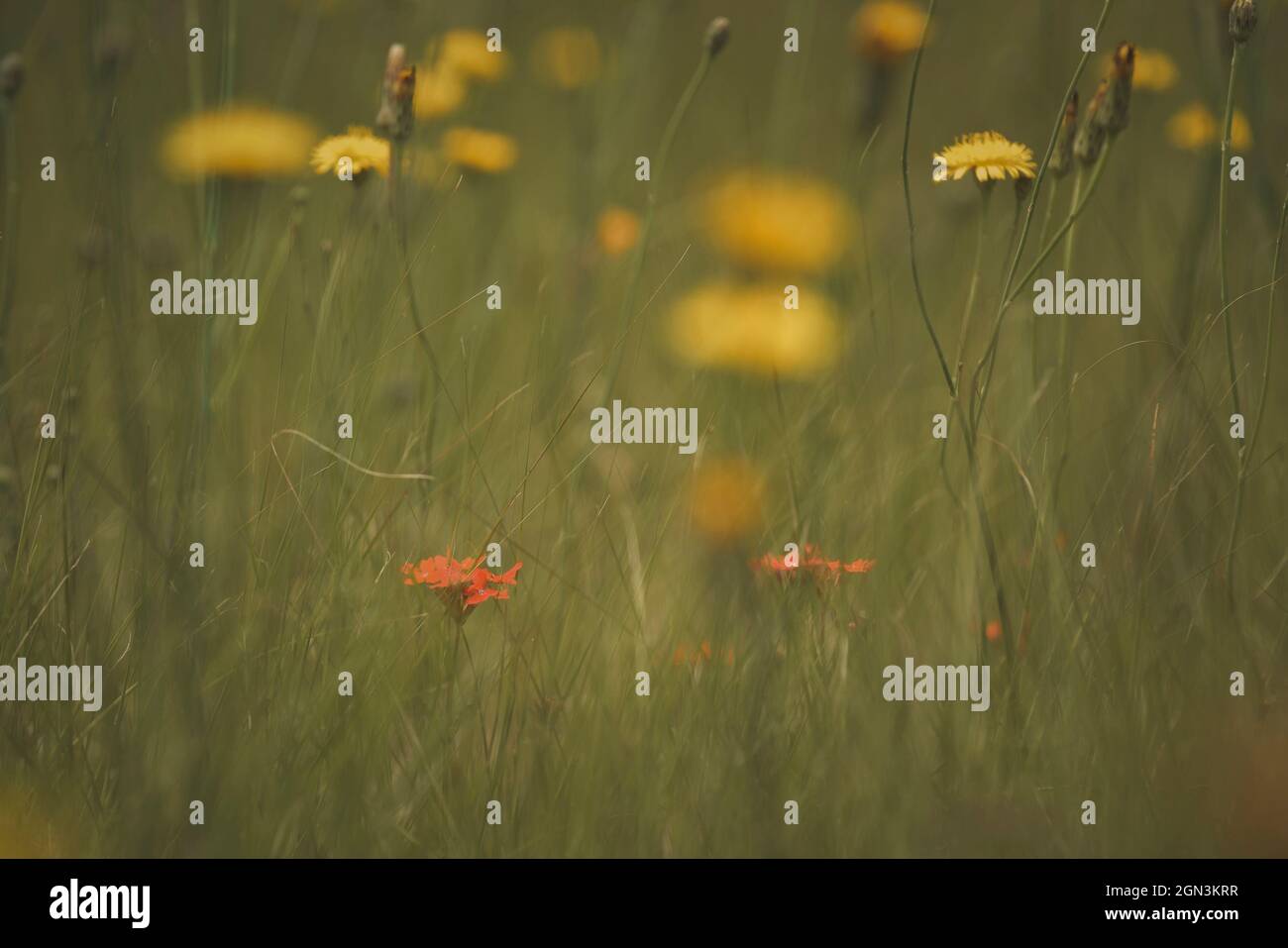 Wild flora, flowers in spring in the Pampas landscape, La Pampa ...