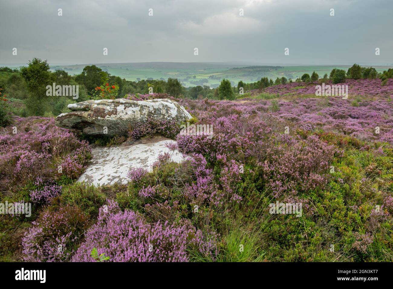 Heather in full bloom at Briham Rocks Stock Photo - Alamy