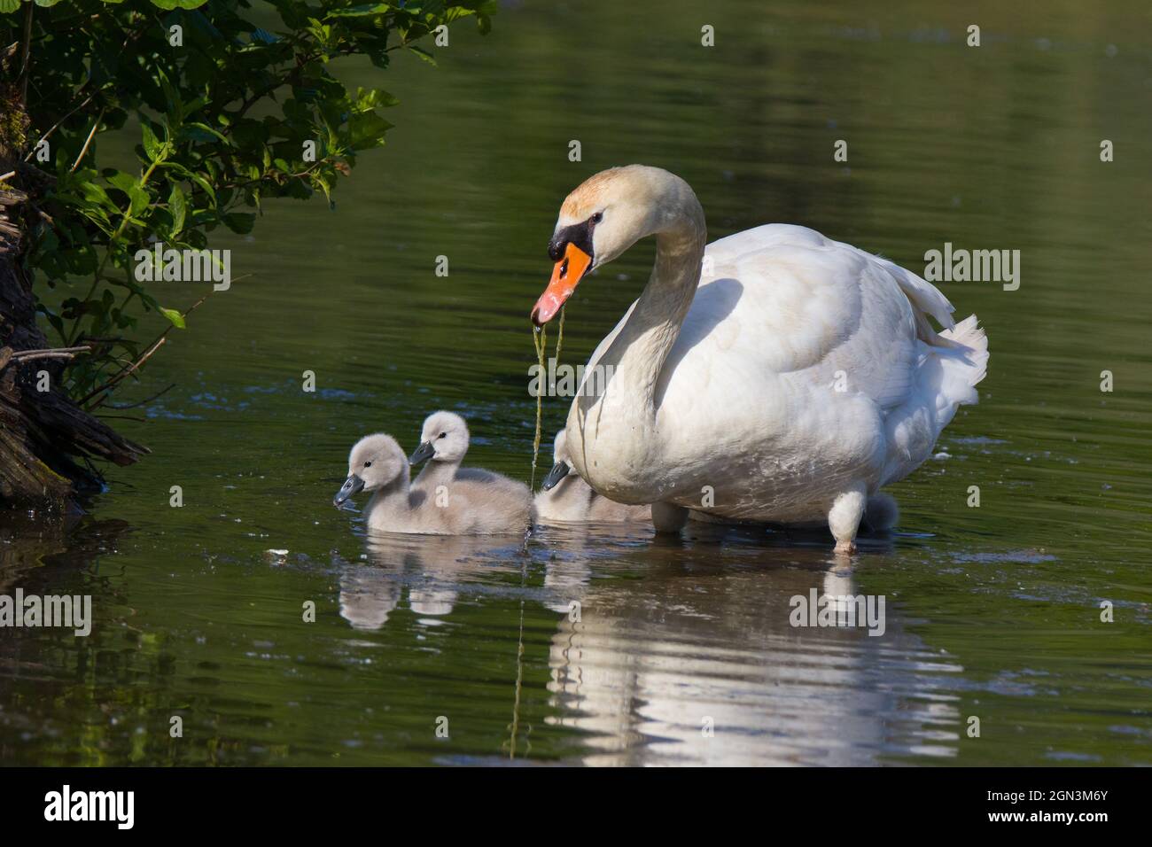 White swan with blur background hi-res stock photography and images - Alamy