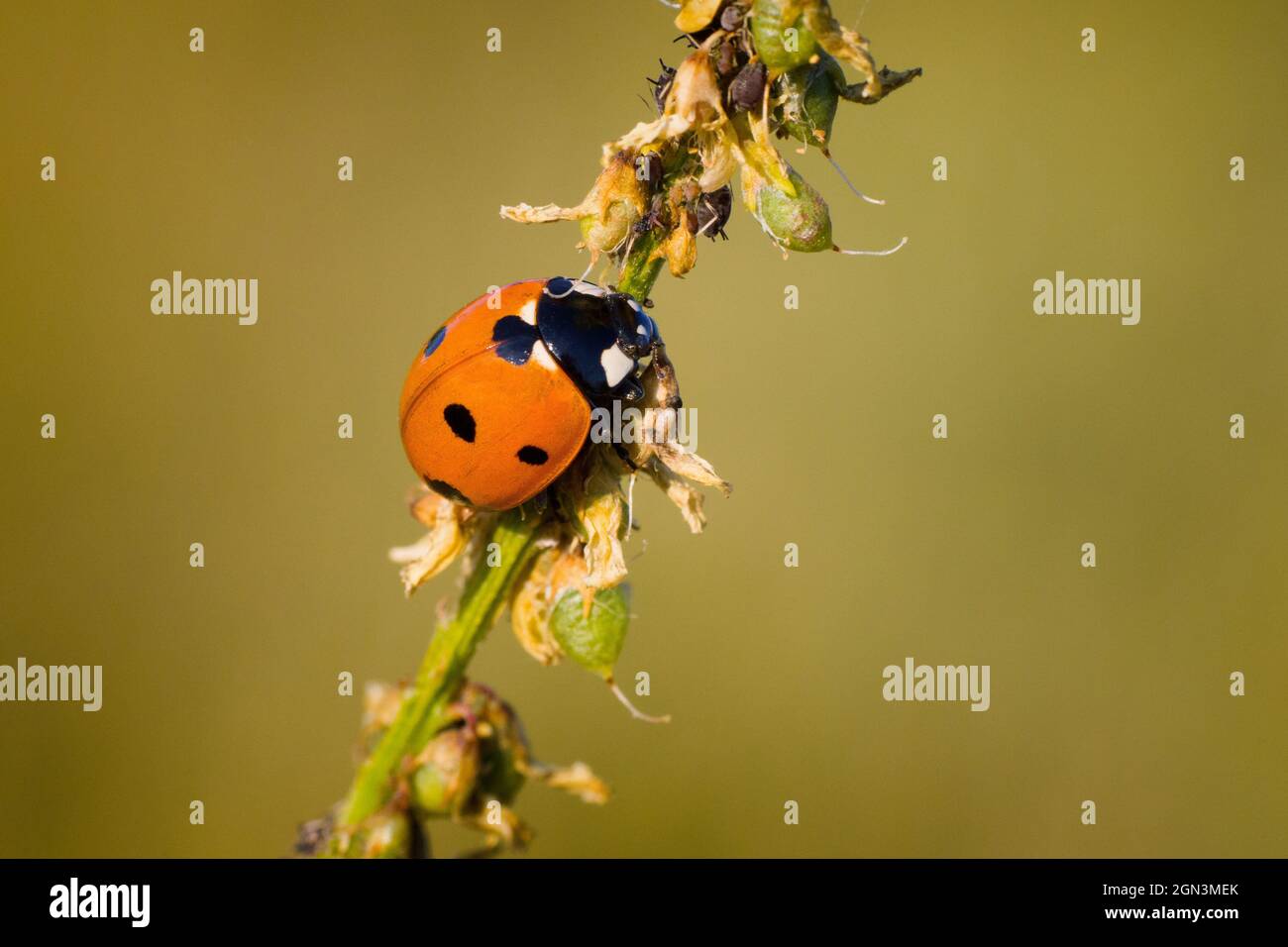 Coleoptera coccinellidae ladybug hi-res stock photography and images ...
