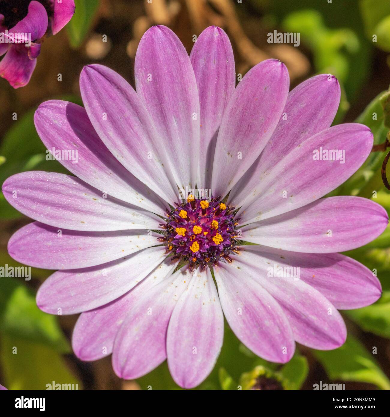 African Daisies Akila Purple High Resolution Stock Photography and ...