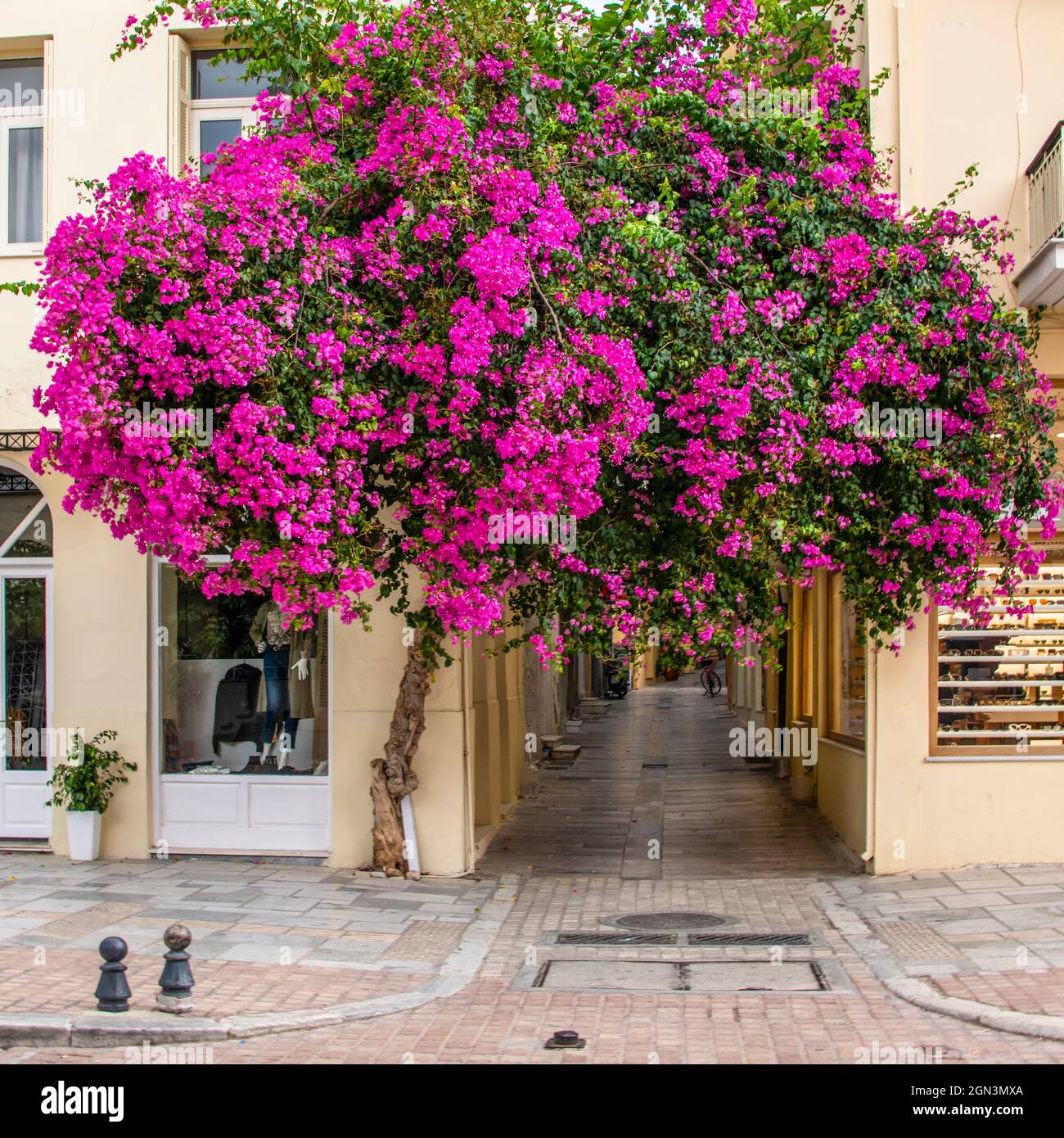 Pink Bougainvillea Tree