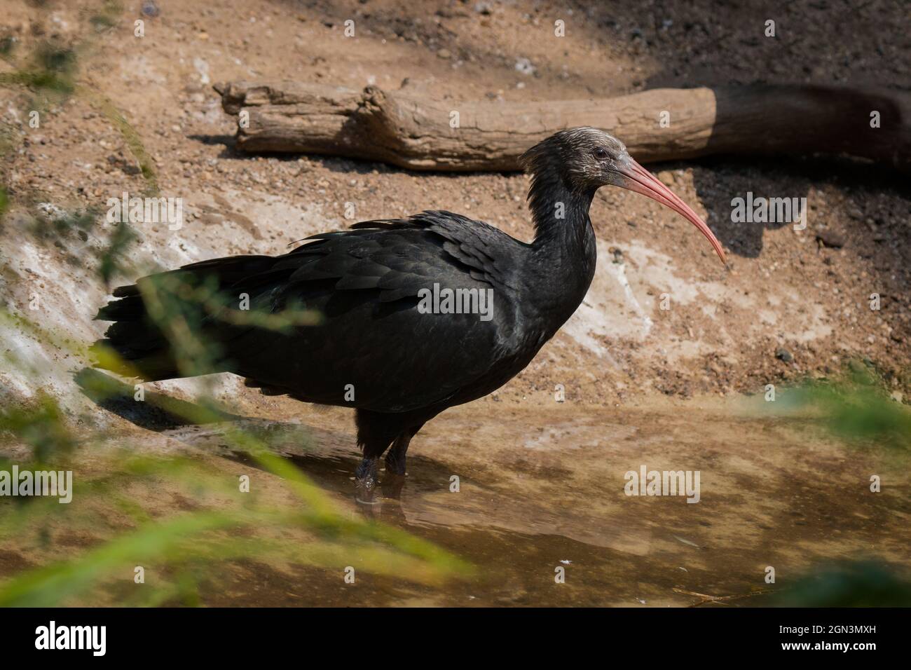 waldrapp [Geronticus eremita] Stock Photo - Alamy