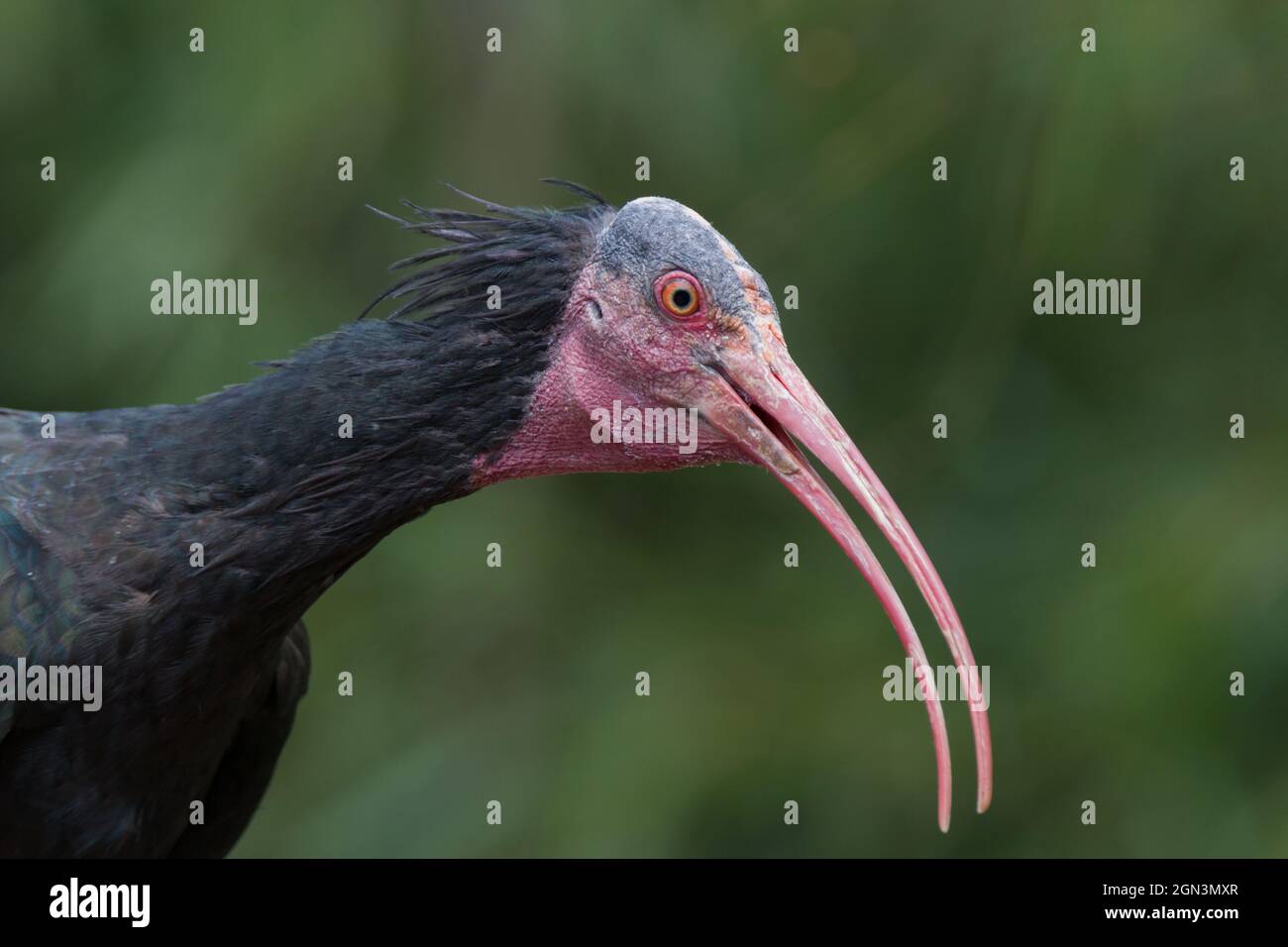 Waldrapp ibis critically endangered bird hi-res stock photography and ...