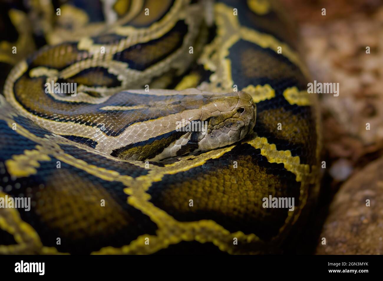 Rainforest terrarium hi-res stock photography and images - Alamy