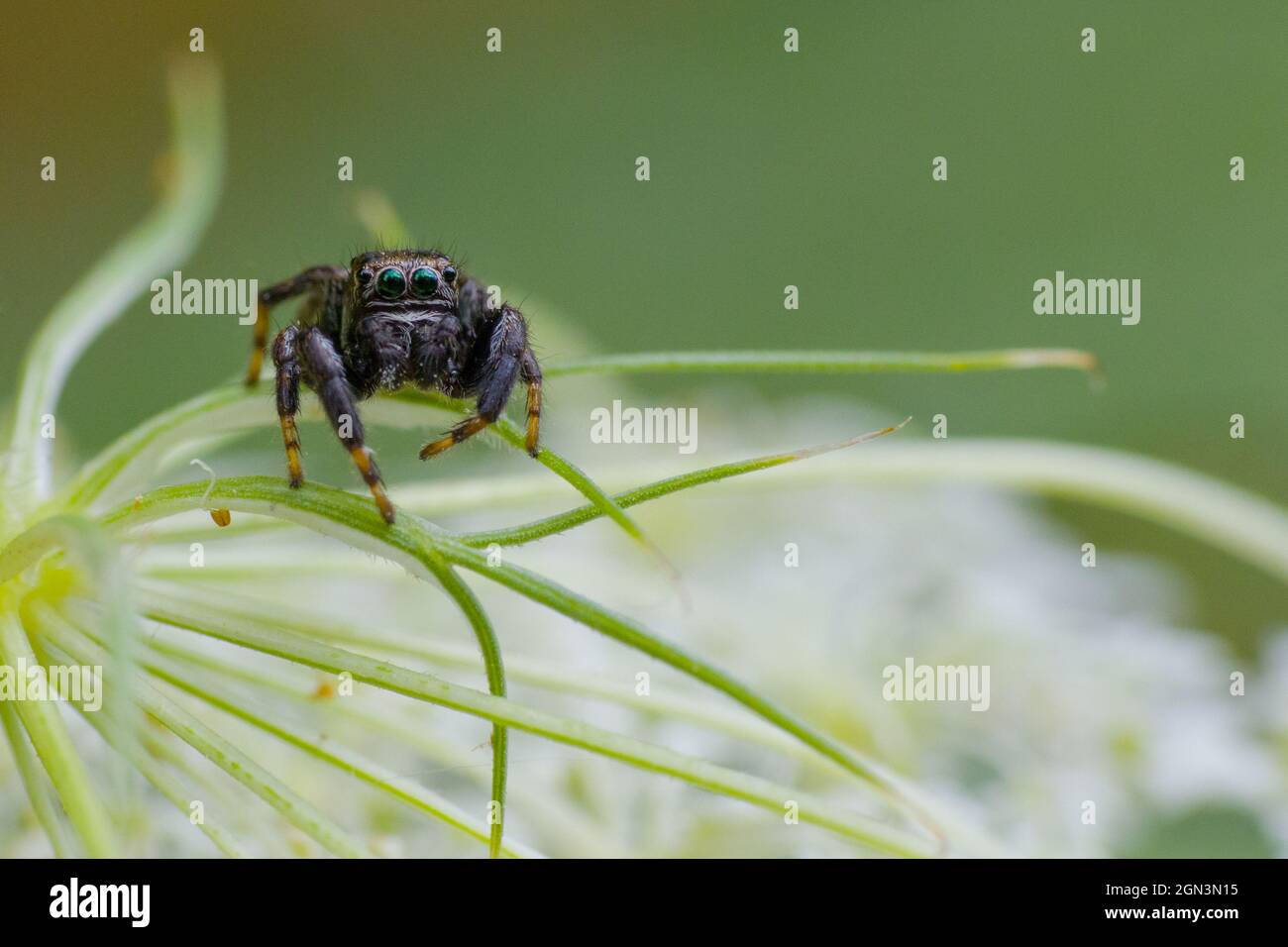 Jumping spider species hi-res stock photography and images - Alamy