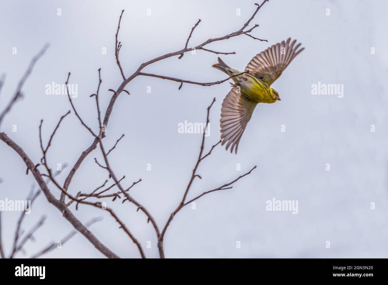 Serinus serinus, Male Serin in Flight Stock Photo - Alamy