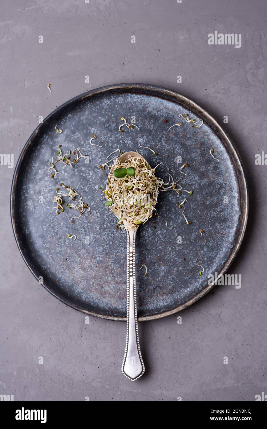 Flax and lucerne sprouts in spoon on gray background, germinated ...