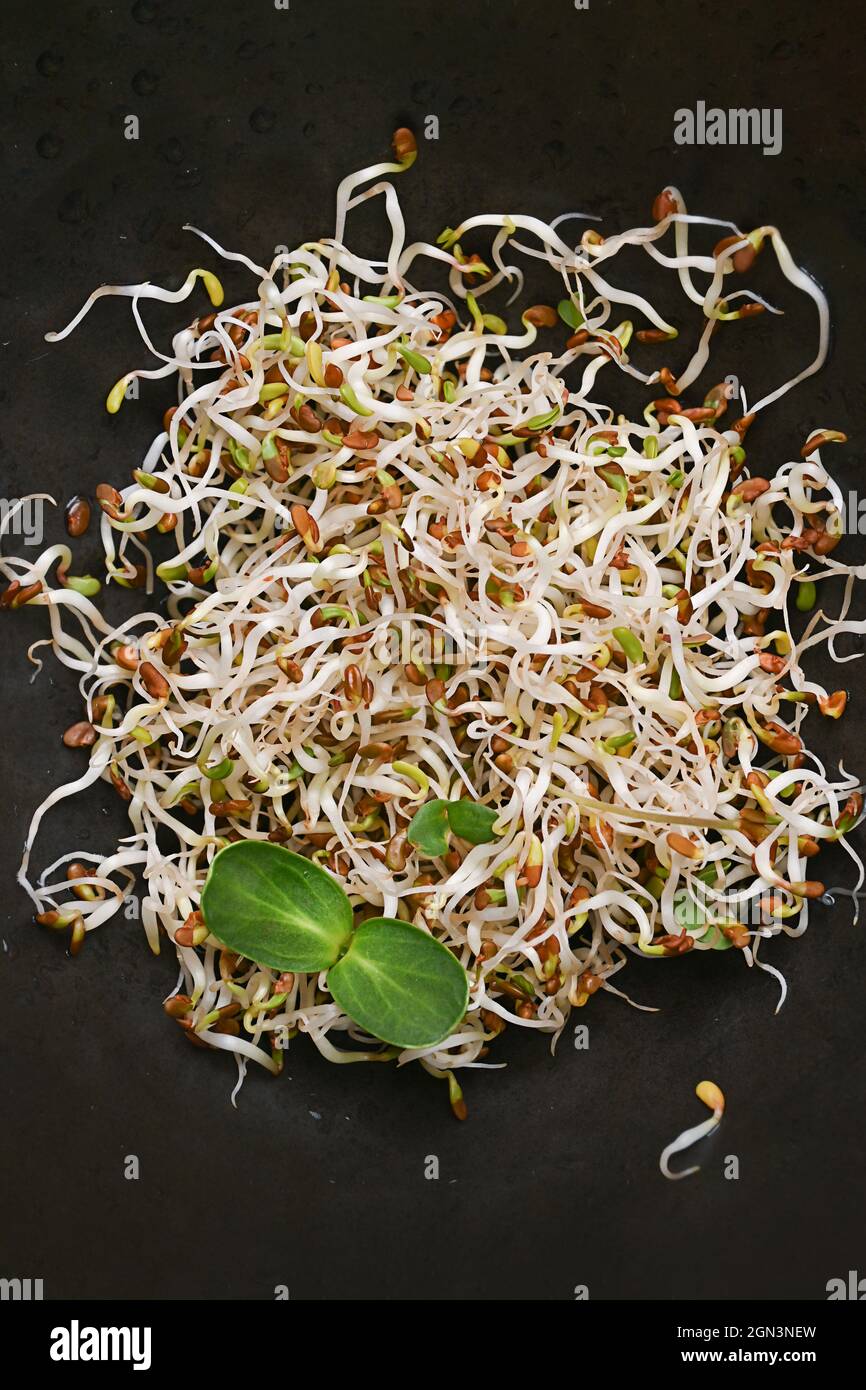Healthy superfood, sprouted flax, microgreens on a black background ...