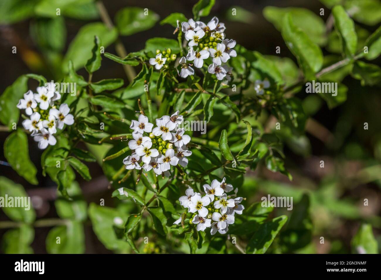 Lobularia maritima, Sweet alyssum Plant in Flower Stock Photo - Alamy