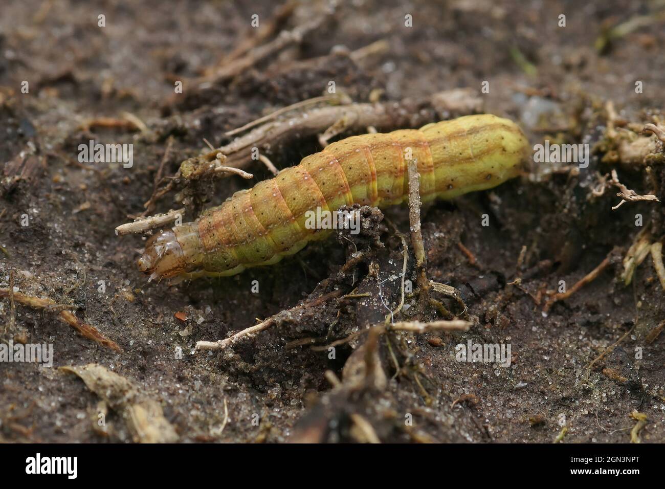 Closeup on the flame shoulder moth, caterpillar of Ochropleura plecta ...