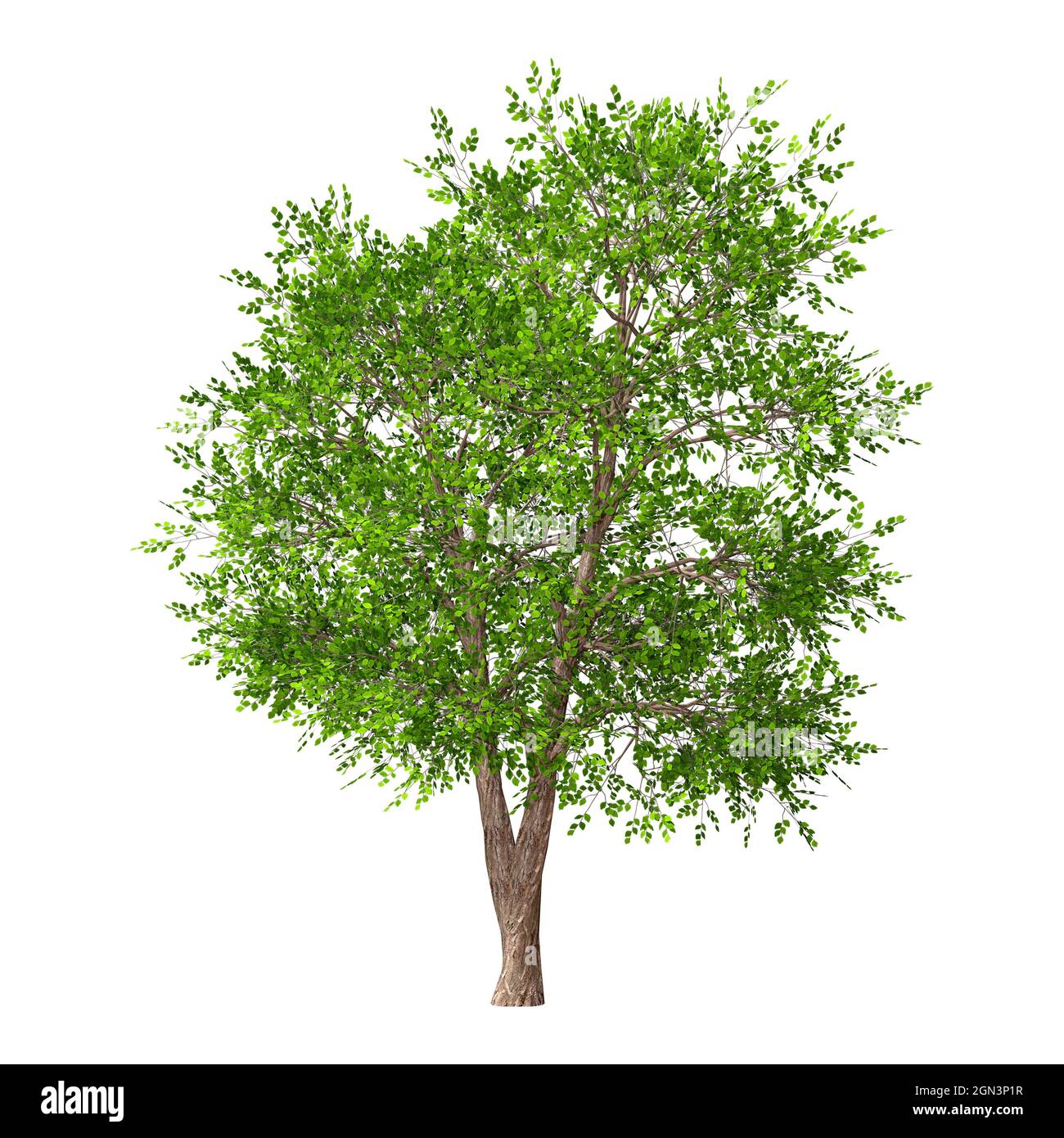 3D rendering of a green elm tree isolated on white background Stock ...