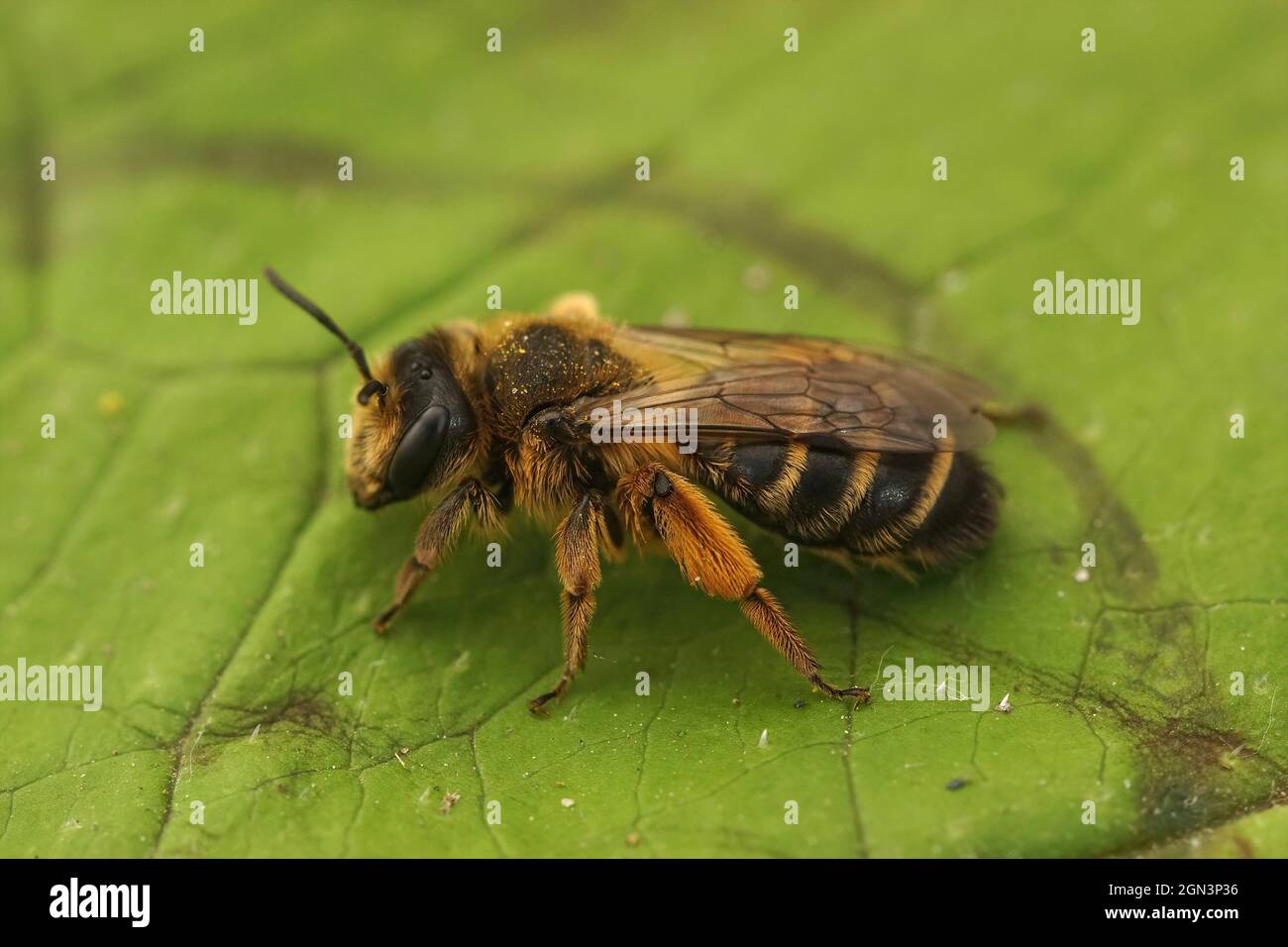 Closeup on a female Yellow legged mining bee, Andrena flavipes Stock ...