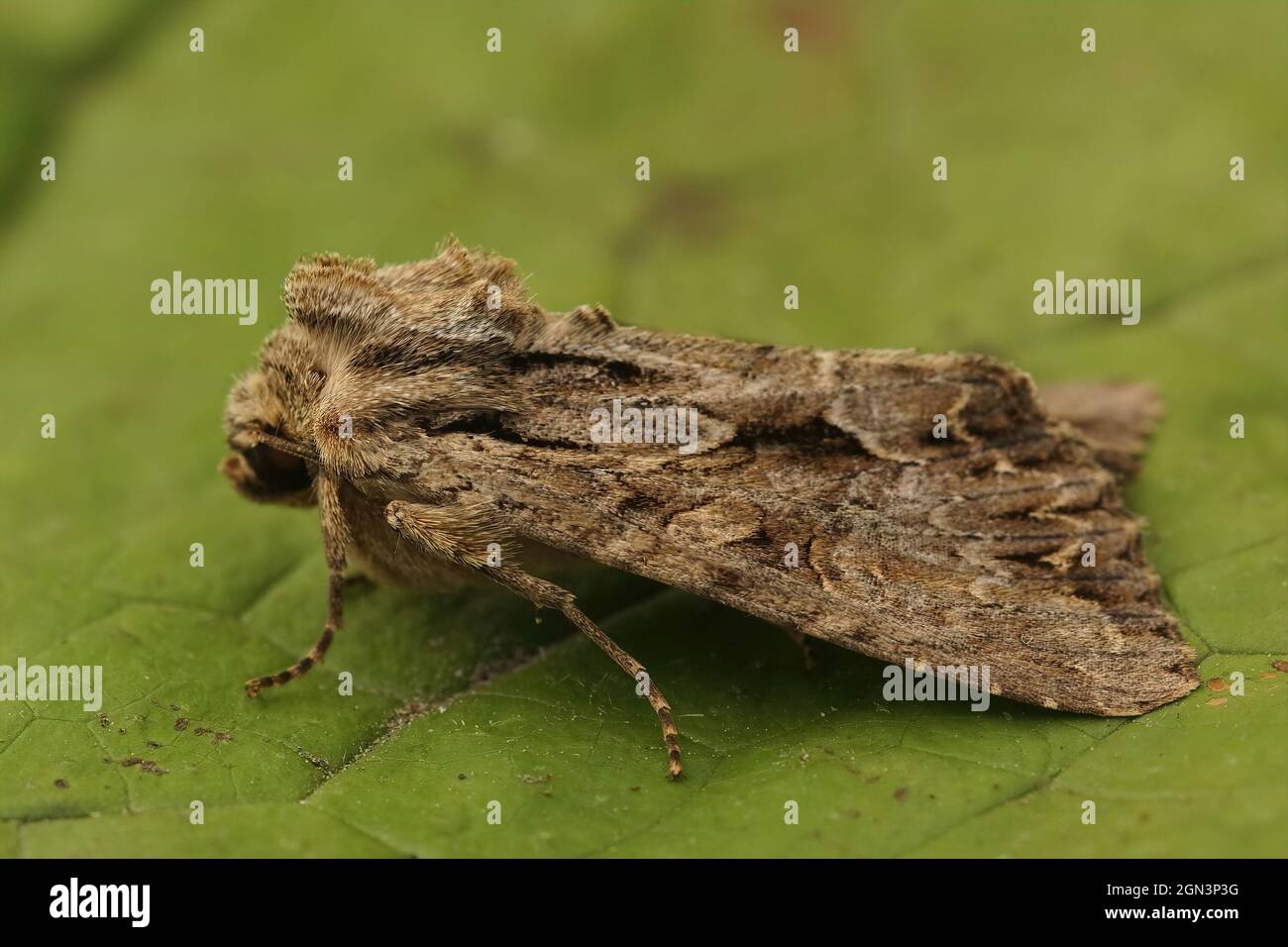 Closeup on the Dark Arches moth, Apamea monoglypha sitting Stock Photo ...