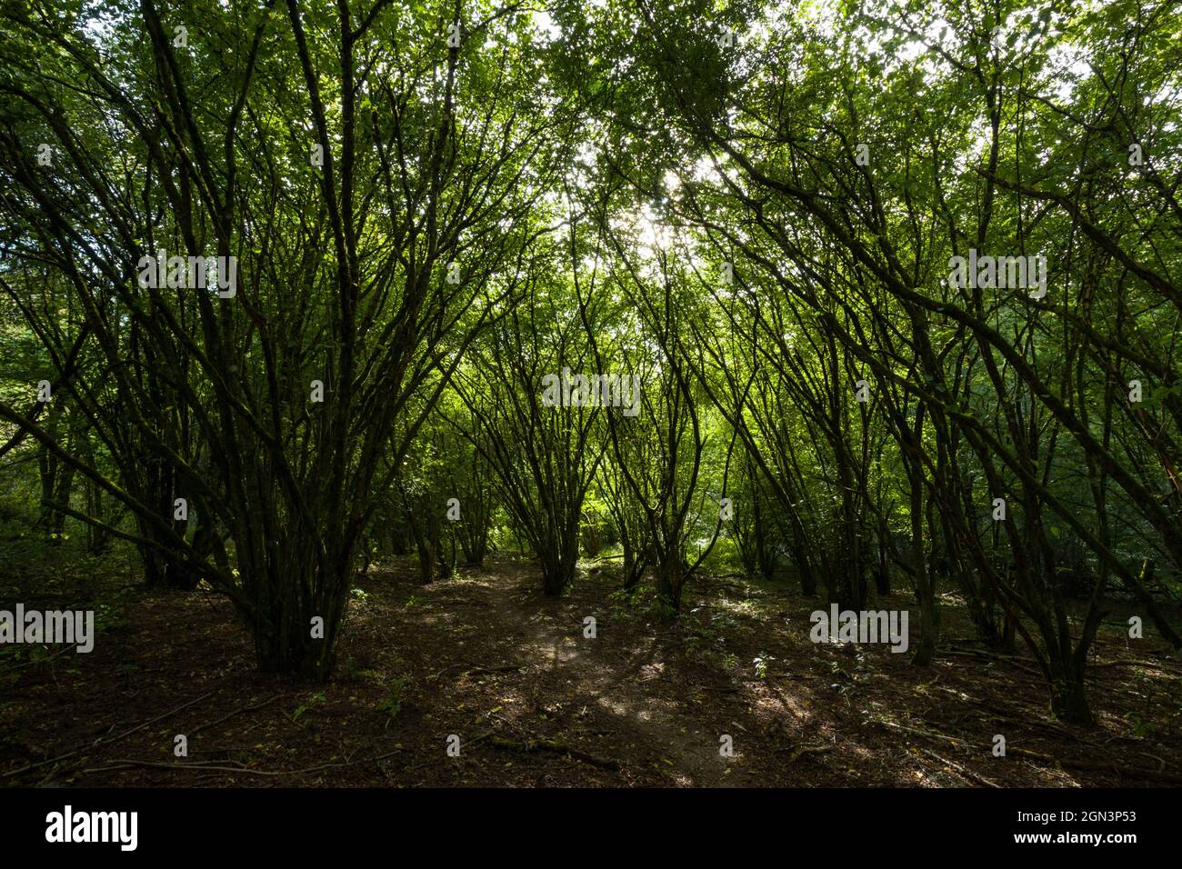 Sunlight shines trough green leaves in the forest during spring Stock ...