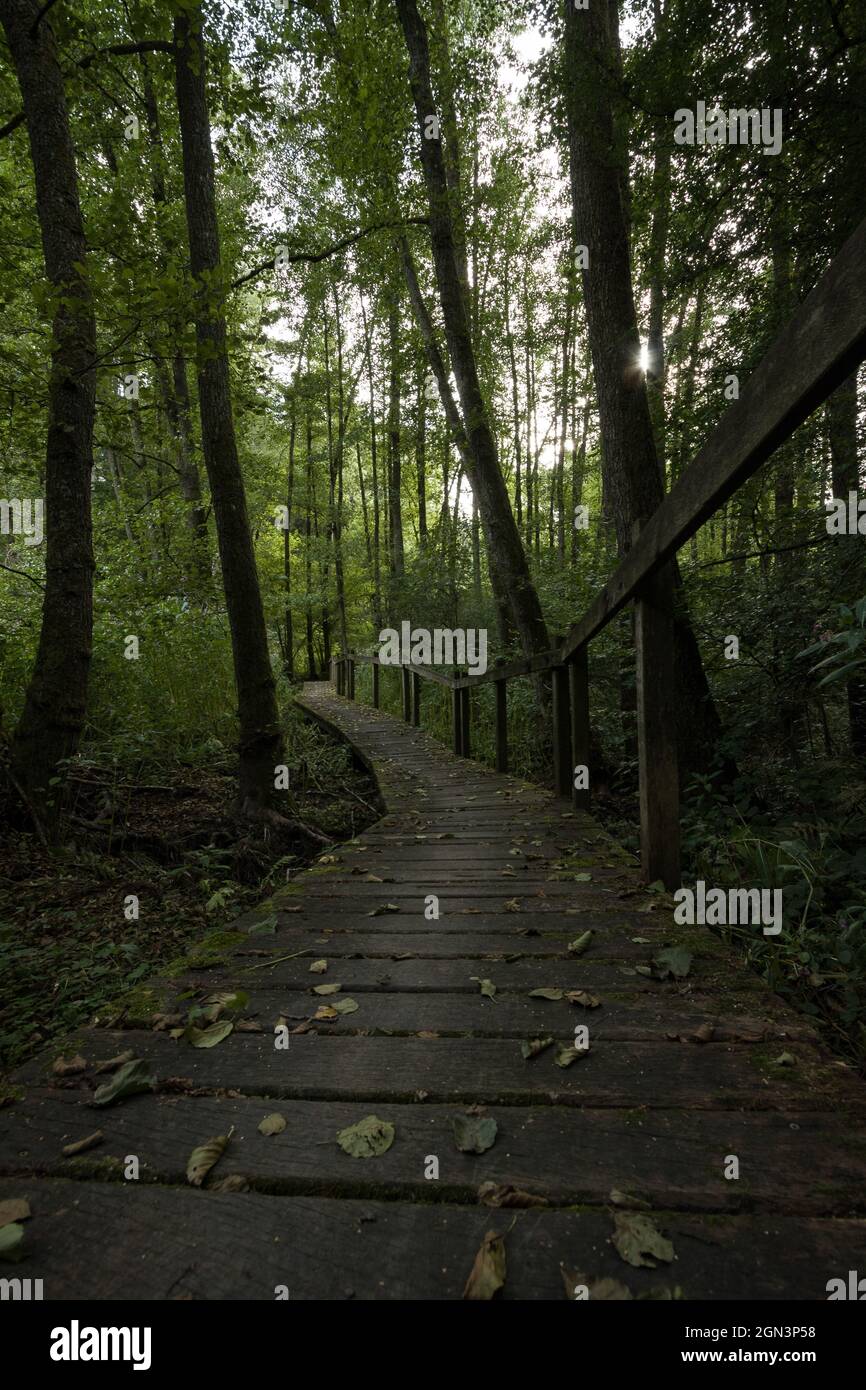 Sunlight shines trough green leaves in the forest during spring Stock ...