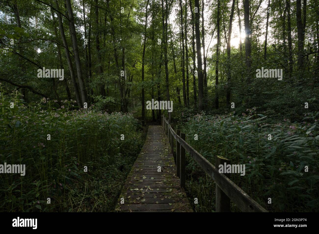 Sunlight shines trough green leaves in the forest during spring Stock ...