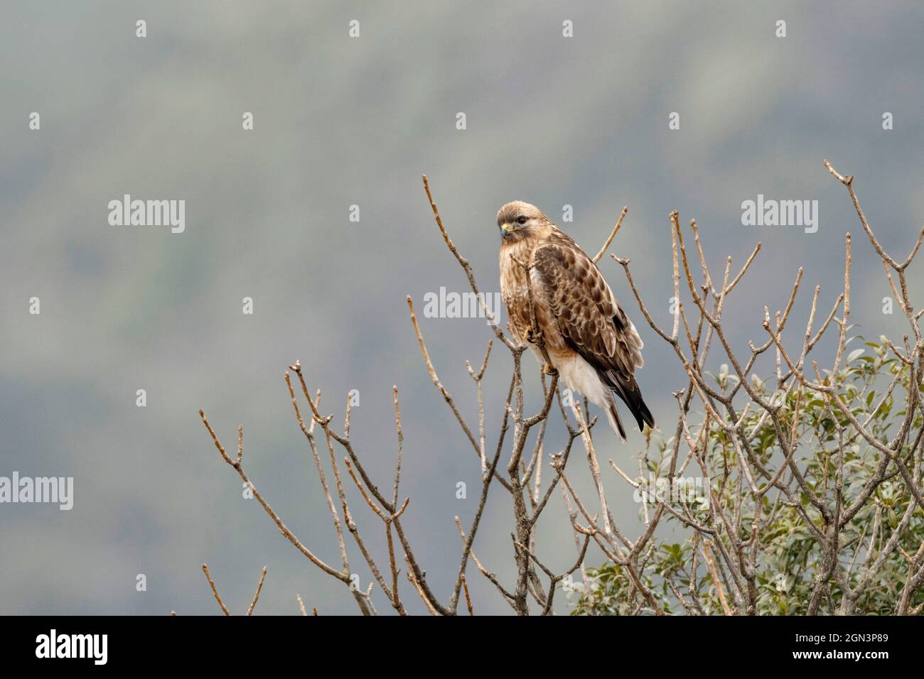 Common Buzzard, Buteo buteo, Singhalila National Park, West Bengal ...