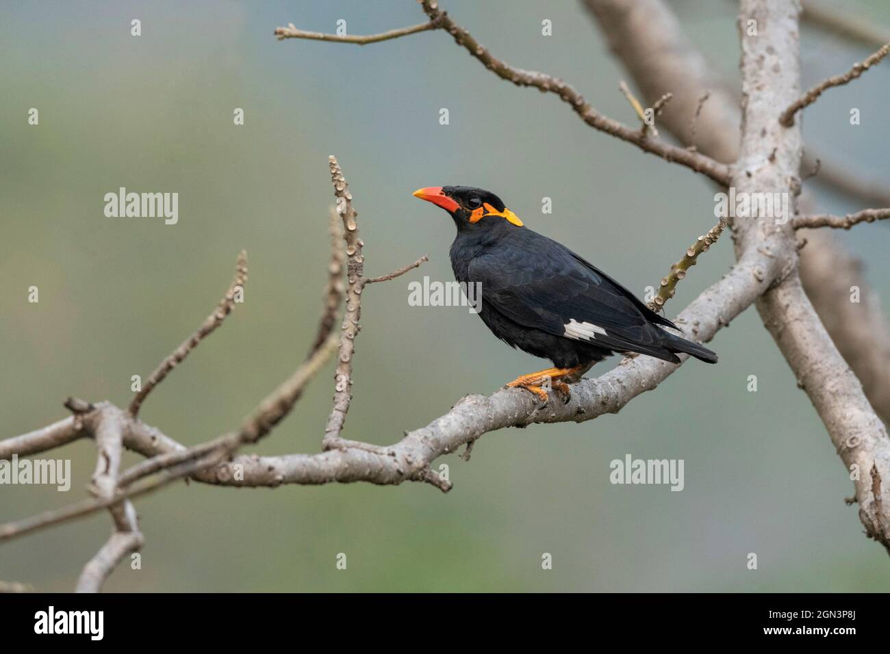 Common Hill Myna, Gracula religiosa, Mahananda Wildlife Sanctuary, West ...